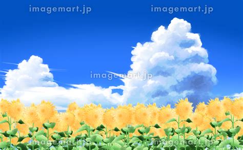 大き目の入道雲と遠くのゴッホのヒマワリ畑 青空背景 イラスト素材 色違い・差分有 214102986 イメージマート