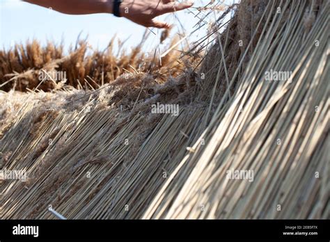 Thatching A Somerset Cottage Using Wheat And Traditional Hazel Spurs