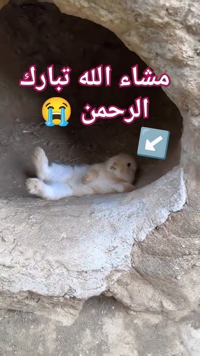 سبحان الله العظيم رب العرش العظيم ♥️القرآنالكريم لايك اكسبلور راحة