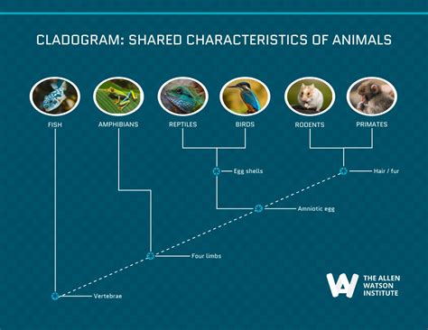 Simple Cladogram