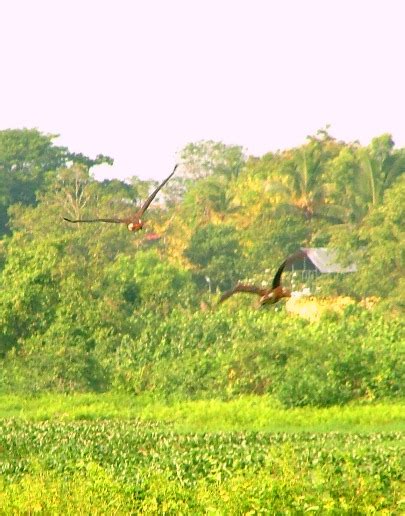 Roshographs Birds Of Sri Lanka Attidiya Marsh