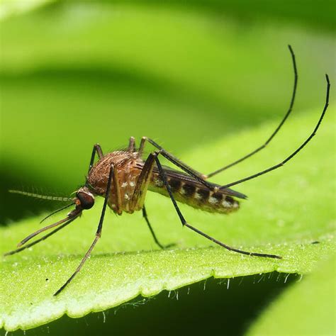 Mosquito And Tick Control Greenhow
