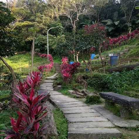 天上山步道 花況回報 2023 03 01 15 39 健行筆記