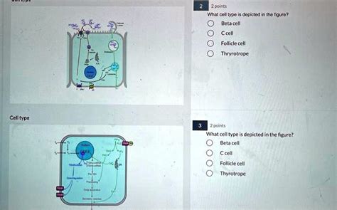 Solved 2points Wnal Cell Type Cecicied Beta Cell Ccell Folllcle Cell