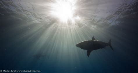 The Difference Between A Male And Female Great White Shark Is A Lot