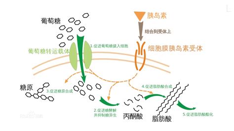 神经系统在胰岛素分泌中的作用中枢神经系统感染