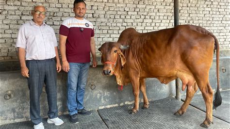 Forsale महादेव डेयरी फ़ार्म की दूसरी ब्यांत साहिवाल दूध 15 से 20 लीटर