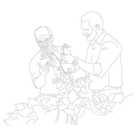 Premium Vector Farmers On Soybean Field Line Art Illustration Hand Drawn