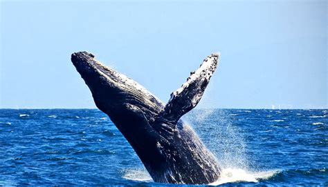 Do Whales Sing For Sex Or Sonar Futurity