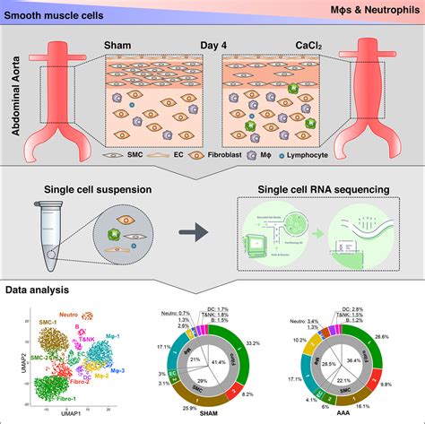 Single Cell RNA Sequencing Reveals Heterogeneity Of Vascular Cells In