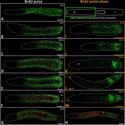 BrdU Pulse And Pulse Chase Experiments With Posterior Regenerates At Download Scientific