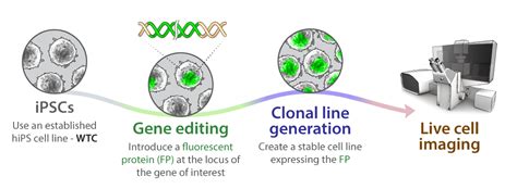 Plasmids For Endogenous Gene Tagging In Human Cells