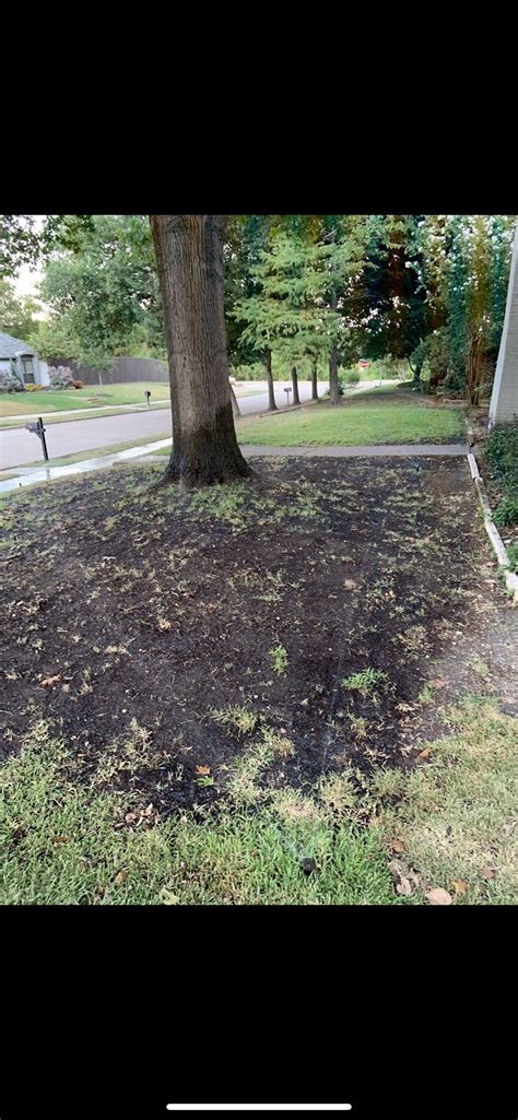 Results From Fall Aeration Top Dressing And Over Seeding Made A Huge
