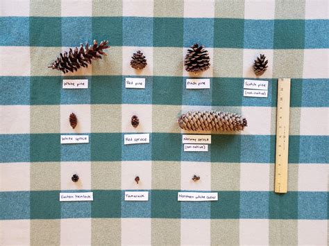 North Woods Land Conservancy East Hartland Ct