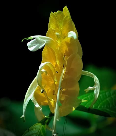 무료 이미지 자연 꽃잎 꽃 무늬의 녹색 노랑 정원 플로라 야생화 장식적인 아름다움 아름다운 아룸 매크로 사진 꽃 피는 식물 식물 줄기 육상