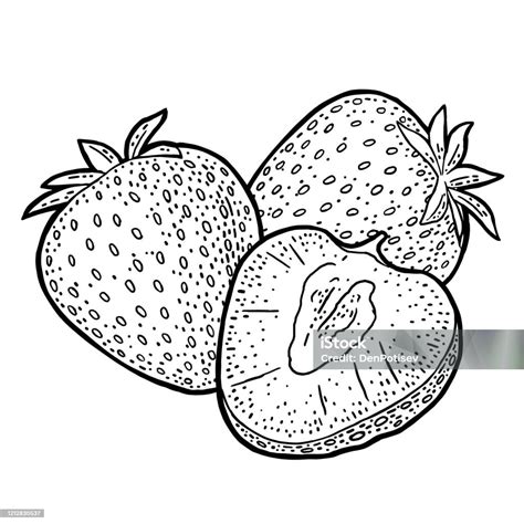딸기를 통째로 썰어 드시면 됩니다 조각 빈티지 벡터 블랙 일러스트 딸기에 대한 스톡 벡터 아트 및 기타 이미지 딸기 에칭 검은색 Istock