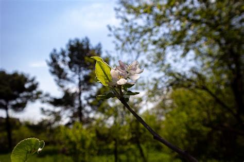 Fleur Un Arbre Fruitier Pommier Photo Gratuite Sur Pixabay Pixabay