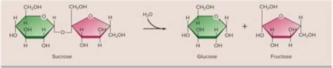 Chapter 3 Energy Chemical Reactions And Cellular Respiration