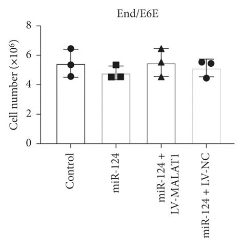 Malat1mir 124 Axis Failed To Regulate Ende6e Cells A Cell