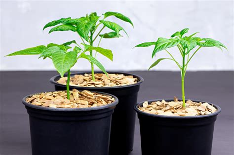 검은 냄비에 후추 묘목이 칩으로 뿌려져 있습니다 하얀 배경에 고립 된 냄비에 어린 고추 새싹이 싹을 틔운다 후추 묘목 공간을 복사합니다 원예 0명에 대한 스톡 사진 및 기타