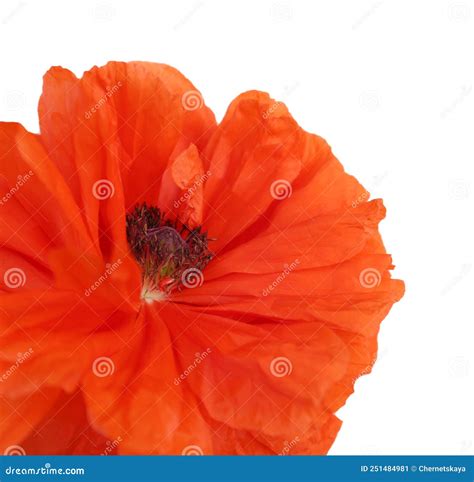 Hermosa Flor De Amapola Roja Brillante En El Armario De Fondo Blanco