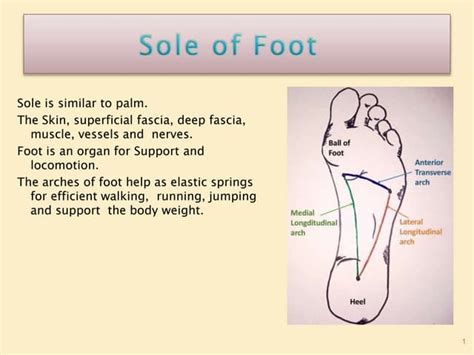 Sole Of Foot Finalpptx