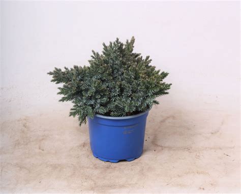 Juniperus Squamata Blue Star — Plant Wholesale Floraccess