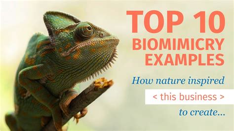 10 Innovative Biomimicry Business Examples