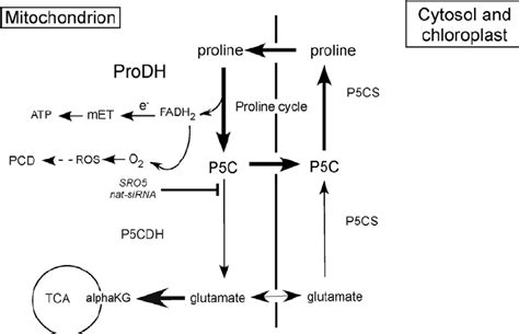 Proline Cycle In Plants Keeps P5c And Proline Homeostasis Schematic