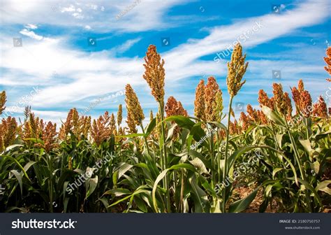 Sorghum Cultivation