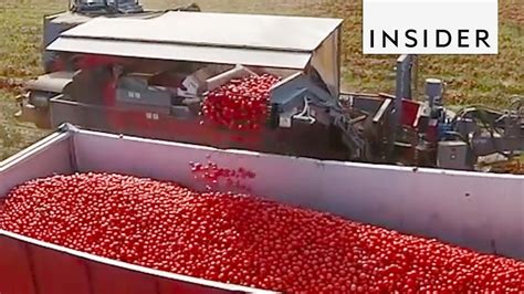 Tomato Color Sorting Machine Youtube