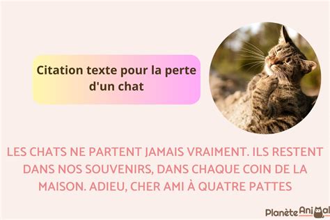 citations pour CHAT DÉCÉDÉ Belles et touchantes