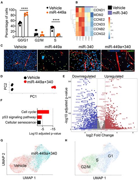 MiR 449a MiR 340 Reprogram Cell Identity And Metabolism In Fusion