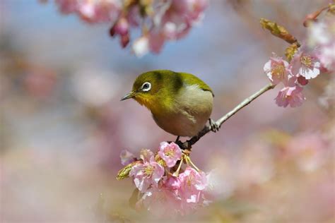 花影 GANREF