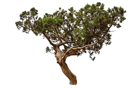 Premium Photo Green Juniper Tree On White Background