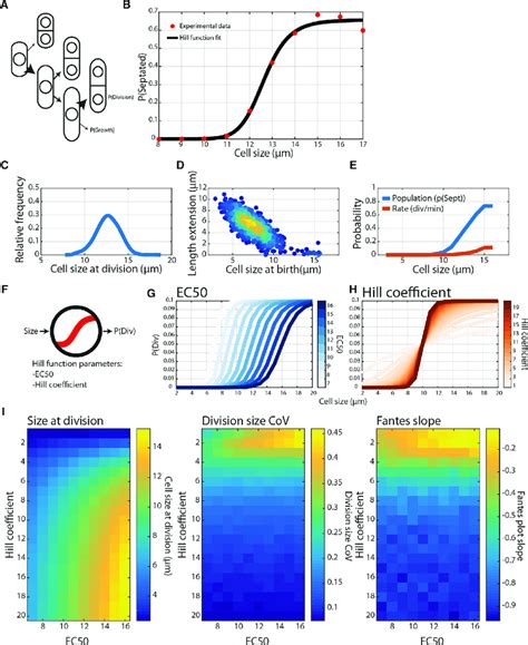 a p div model of cell size control generates cell size homeostasis a download scientific