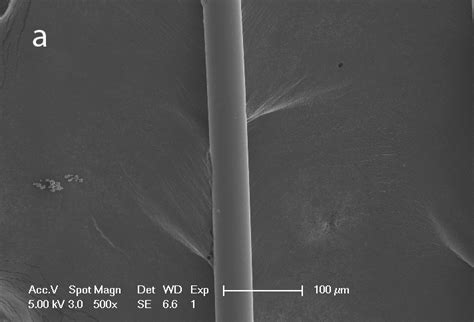 Sem Photographs Of Pvasio2 Tio2 Hybrid Fiber A And B Of Fiber