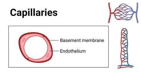 Capillaries Structure 3 Types Functions Diseases Medical School