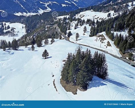 Spring Atmosphere In The Alpine Coniferous Forests And Among The