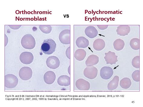 Lecture 2 Hematopoiesis Rbc Production Destruction Chapter 7