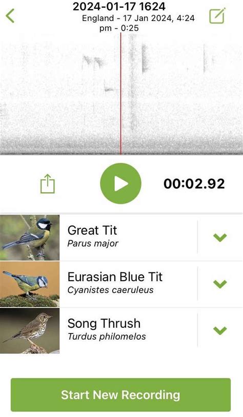 Review The Merlin Bird Id App Everything Not Human