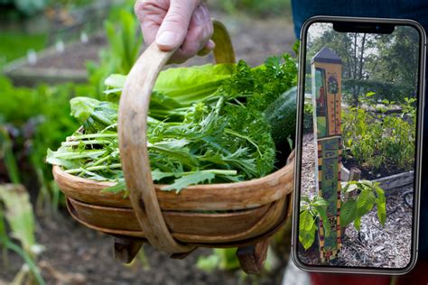 Oceanway Senior Center Vegetable Patch Ufifas Extension Duval County