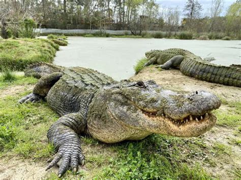 The Largest Alligator Ever Caught In Mississippis Swamps