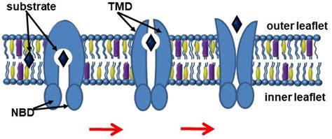Abc Transporters In The Innate Immune System Encyclopedia Mdpi