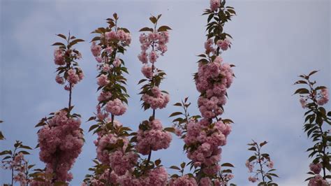불국사ㅡ겹벚꽃명소ㅡ흰색분홍색겹벚꽃ㅡ꽃이좋아서사람이좋아서행복해ㅡ사진입문학생현장꽃사진공부 Youtube