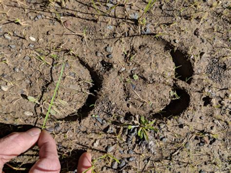 Identifying The Sex Of An Elk From Its Tracks Traditional Bowhunter