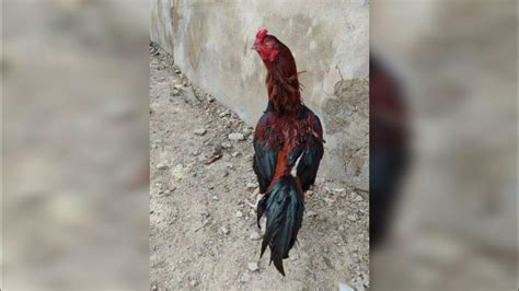 All Pakistani Aseel Murga Breeds Jawa Mushqa Lakha Miyawali Hira Ganja