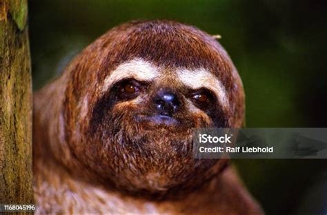 흐린 녹색 배경이있는 나무에 앉아있는 고립 된 나무늘보 의 초상화를 닫습니다 갈색에 대한 스톡 사진 및 기타 이미지 Istock