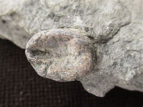 Coprolite Triassic Gloucestershire