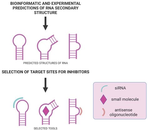 Structural And Functional Rna Motifs Of Sars Cov 2 And Influenza A